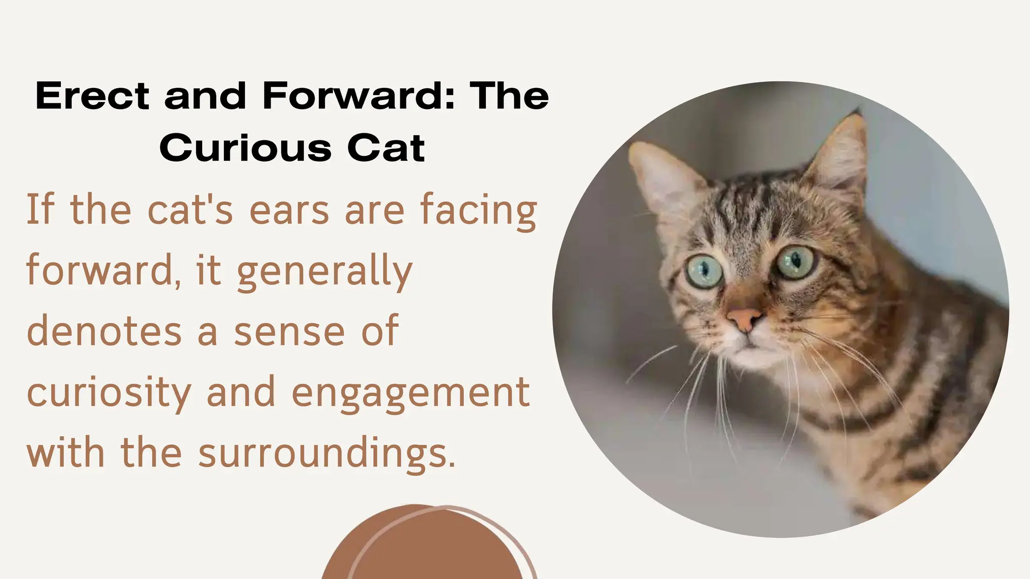 Unraveling Feline Mysteries Decoding Cat Communication through Ear ...