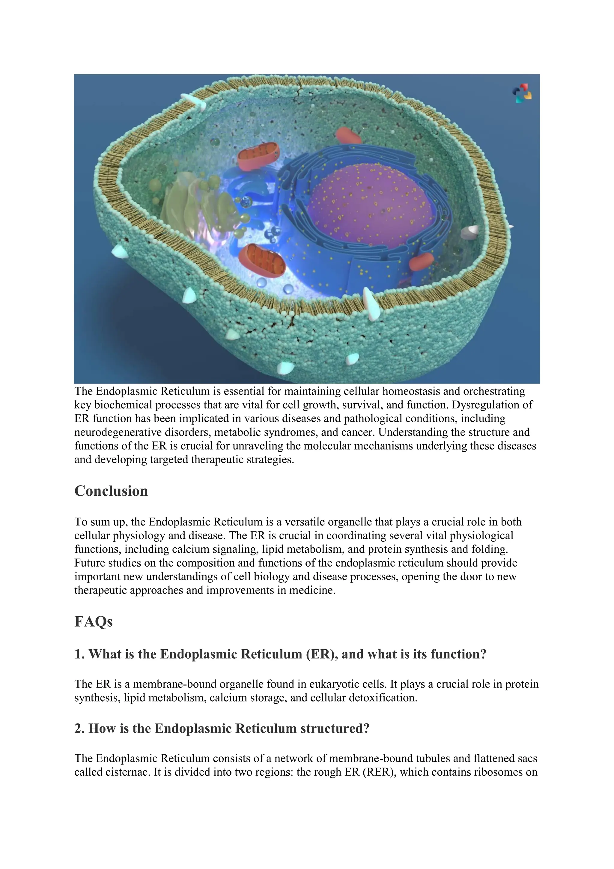 Endoplasmic Reticulum: Structure, Roles, and Importance in Cellular Biology | The Lifesciences ...