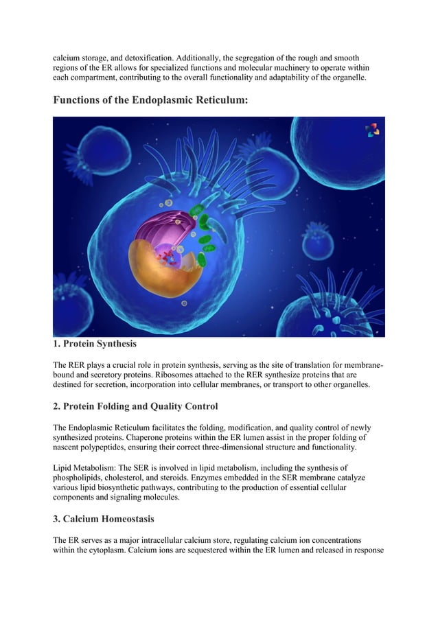 Endoplasmic Reticulum: Structure, Roles, and Importance in Cellular Biology | The Lifesciences ...