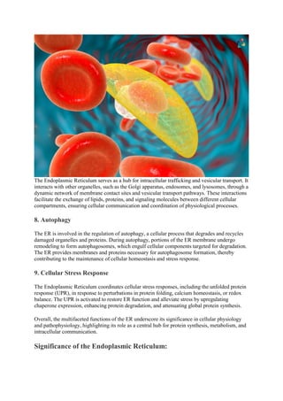 Endoplasmic Reticulum: Structure, Roles, and Importance in Cellular Biology | The Lifesciences ...