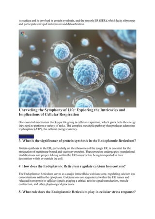 Endoplasmic Reticulum: Structure, Roles, and Importance in Cellular ...