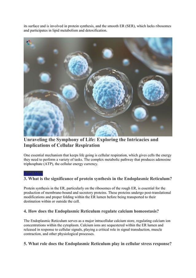 Endoplasmic Reticulum: Structure, Roles, and Importance in Cellular Biology | The Lifesciences ...