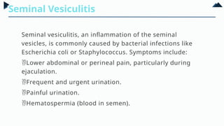 Unraveling the Mystery- How Seminal Vesiculitis and Chronic Prostatitis ...
