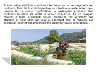 Unraveling the Strength and Versatility of Sisal Fiber.pptx