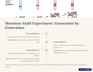 Unravelling-DNA-Replication-Models Explained | PDF