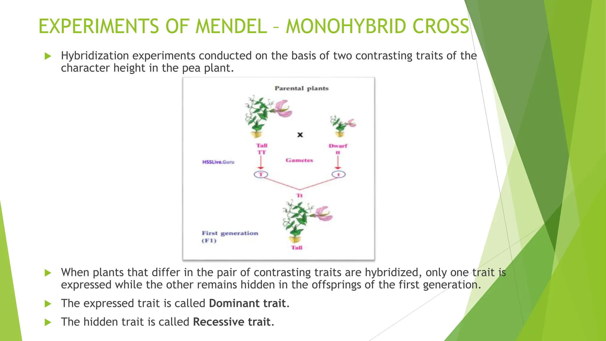 UNRAVELLING GENETIC MYSTERIES - MENDEL EXPERIMENTS.pptx