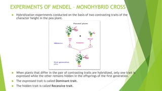 UNRAVELLING GENETIC MYSTERIES - MENDEL EXPERIMENTS.pptx