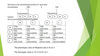 UNRAVELLING GENETIC MYSTERIES - MENDEL EXPERIMENTS.pptx