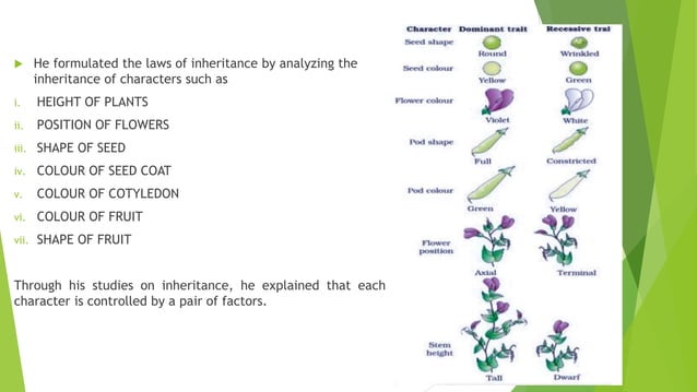 UNRAVELLING GENETIC MYSTERIES - MENDEL EXPERIMENTS (1).pptx