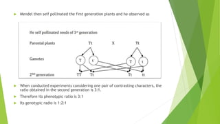 UNRAVELLING GENETIC MYSTERIES - MENDEL EXPERIMENTS (1).pptx