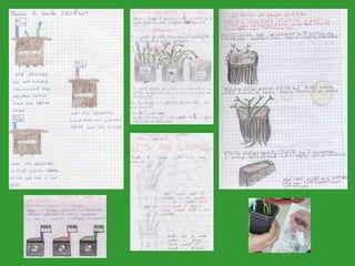 Un seme una pianta classi prime | PPSX