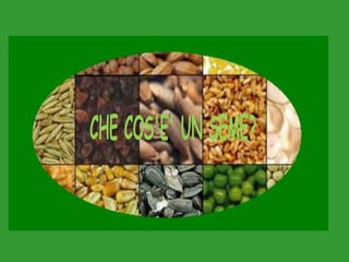 Un seme una pianta classi prime | PPSX