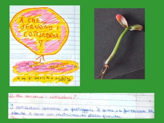 Un seme una pianta classi prime | PPSX