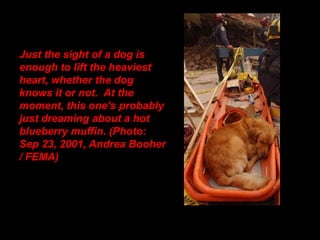 Unsung Heroes of 911 | PPTX
