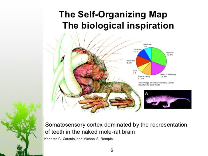 Self-organizing maps - Tutorial