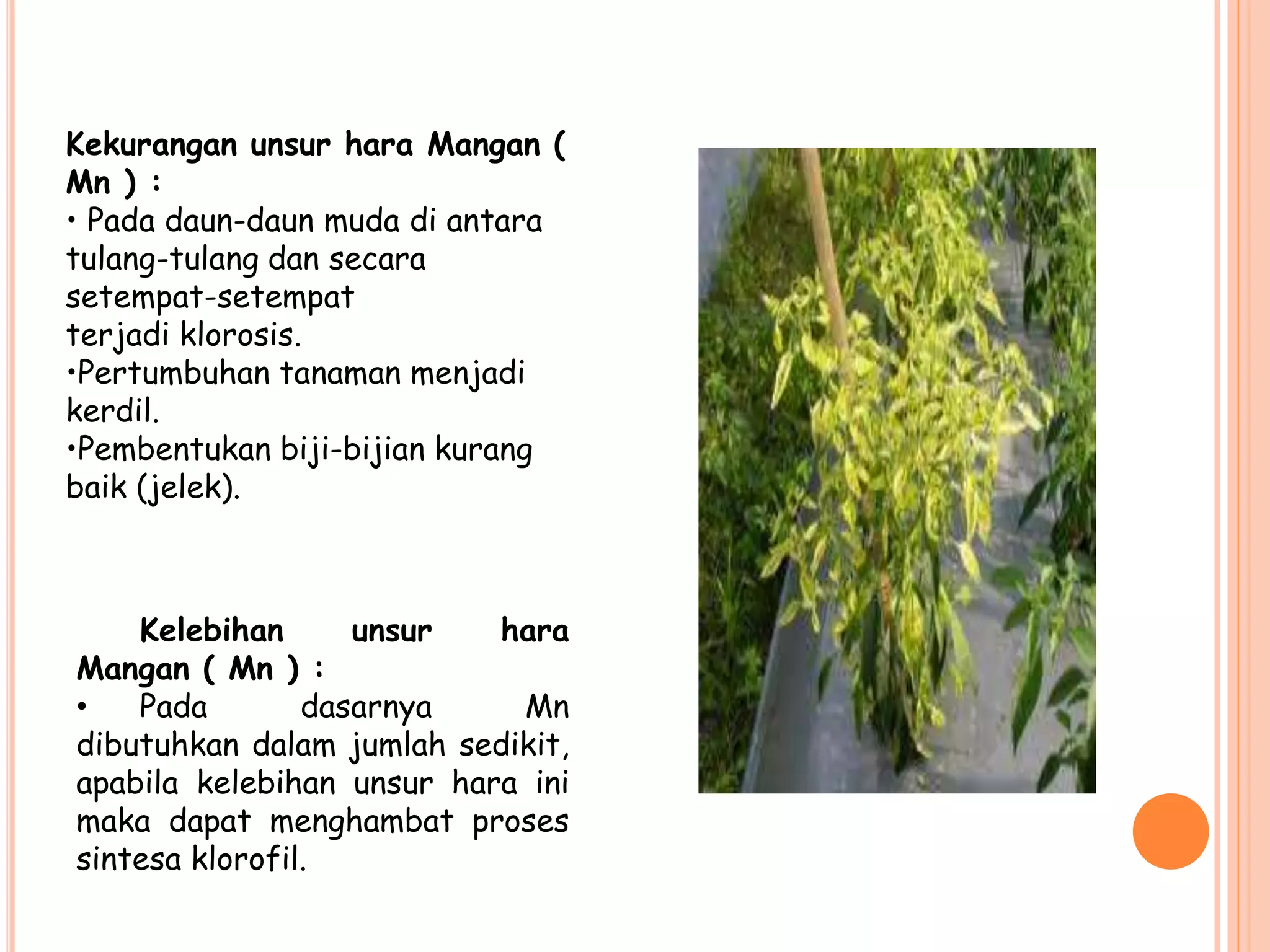 Unsur hara mikro | PPTX