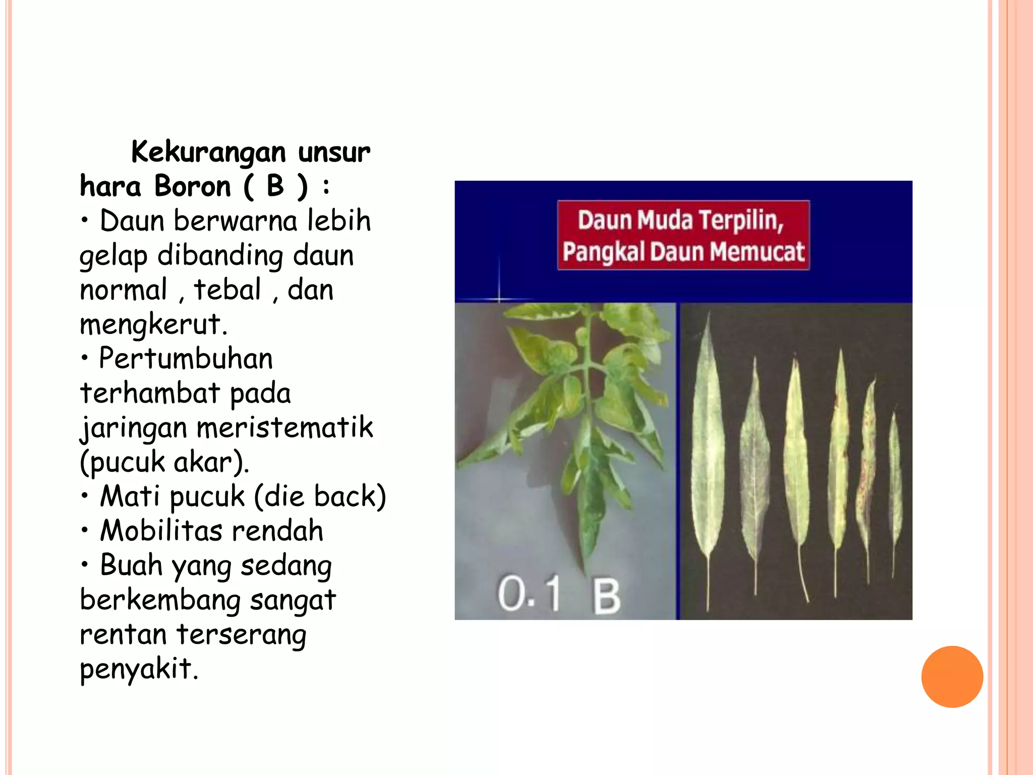 Unsur hara mikro | PPTX