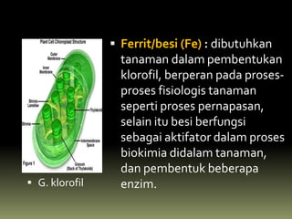 Unsur hara mikro dan fungsinya | PPTX