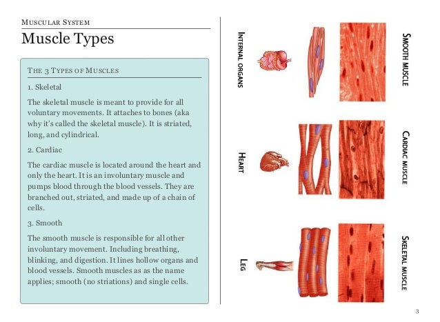 Muscle System