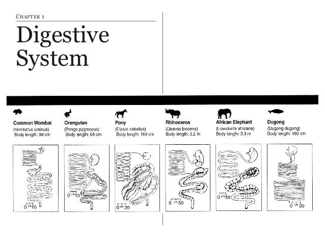 Digestive System