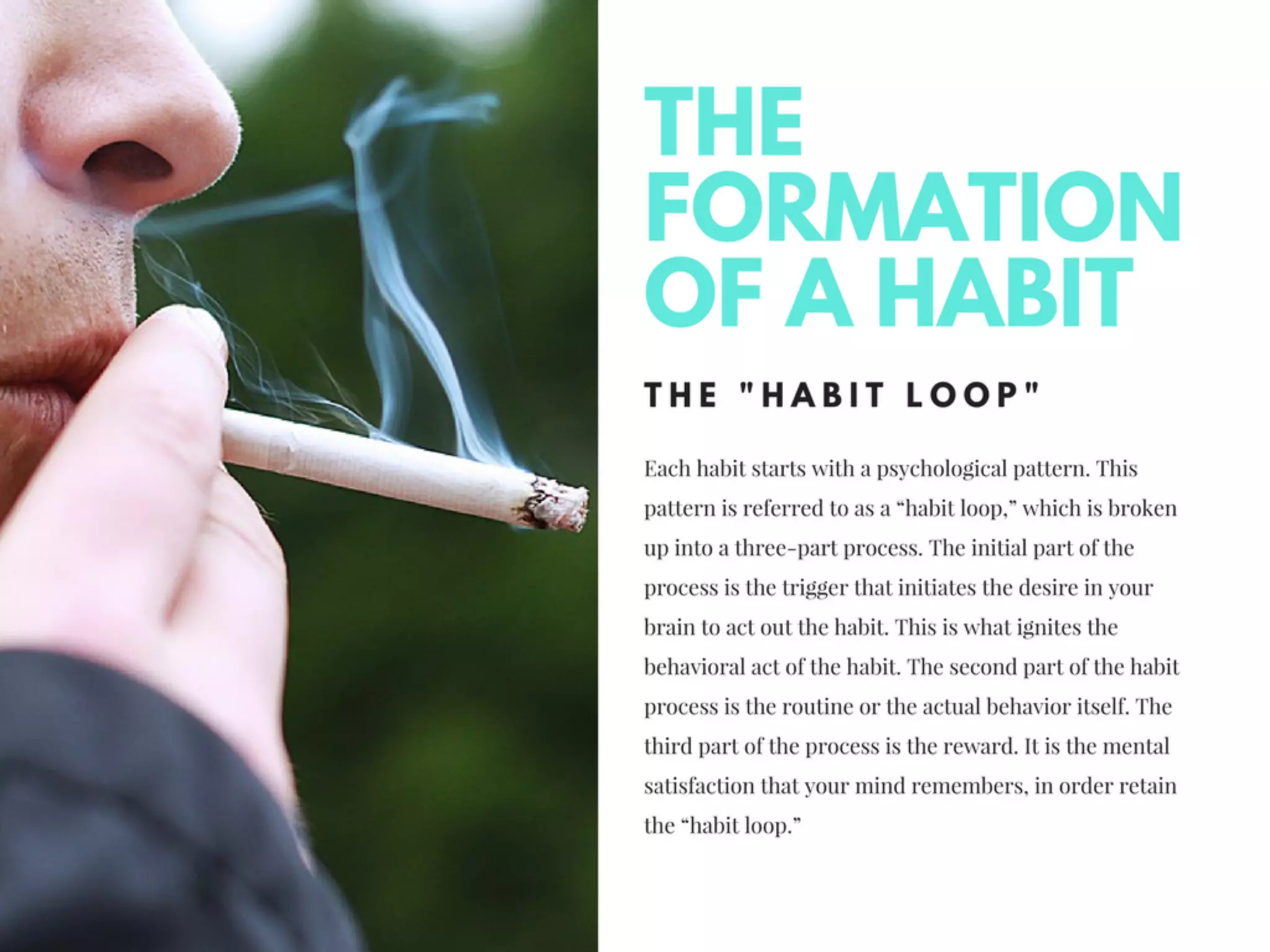 What Creates Habit? - Neuroplasticity | PDF