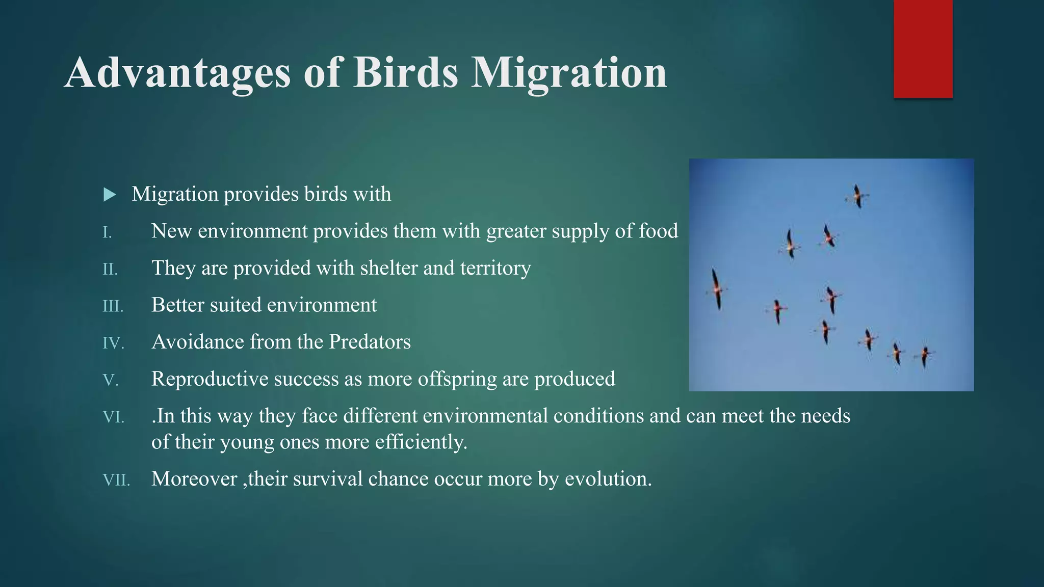 Migration in Birds | PPTX