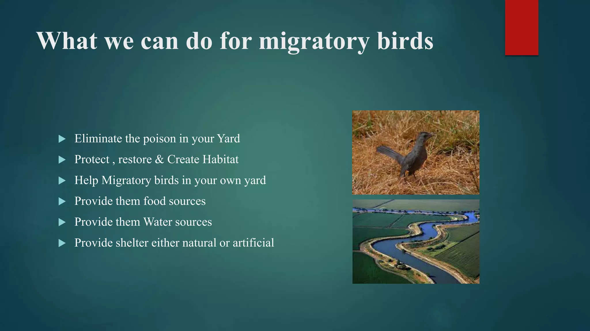 Migration in Birds | PPTX