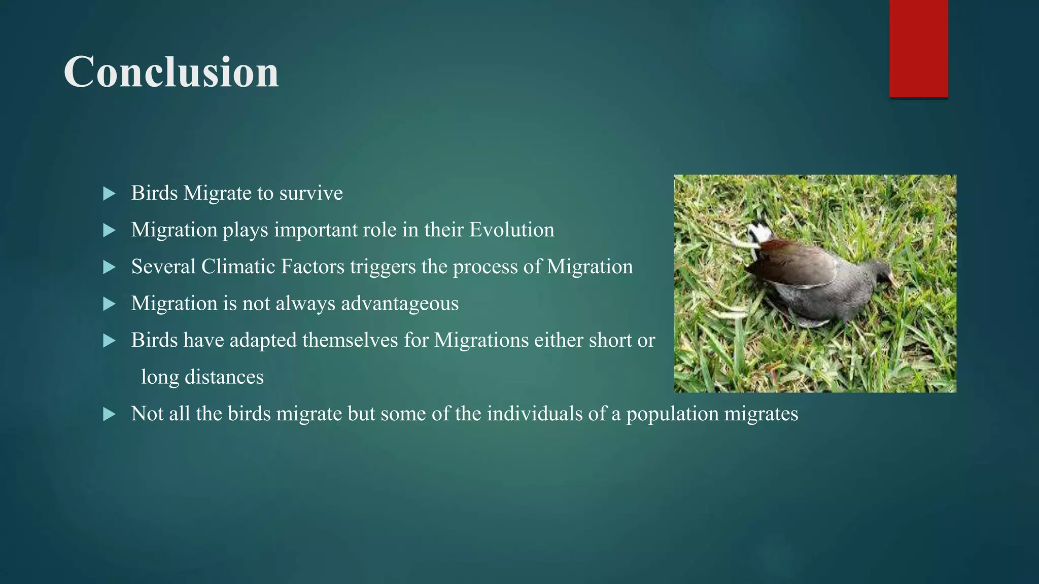 Migration in Birds | PPTX