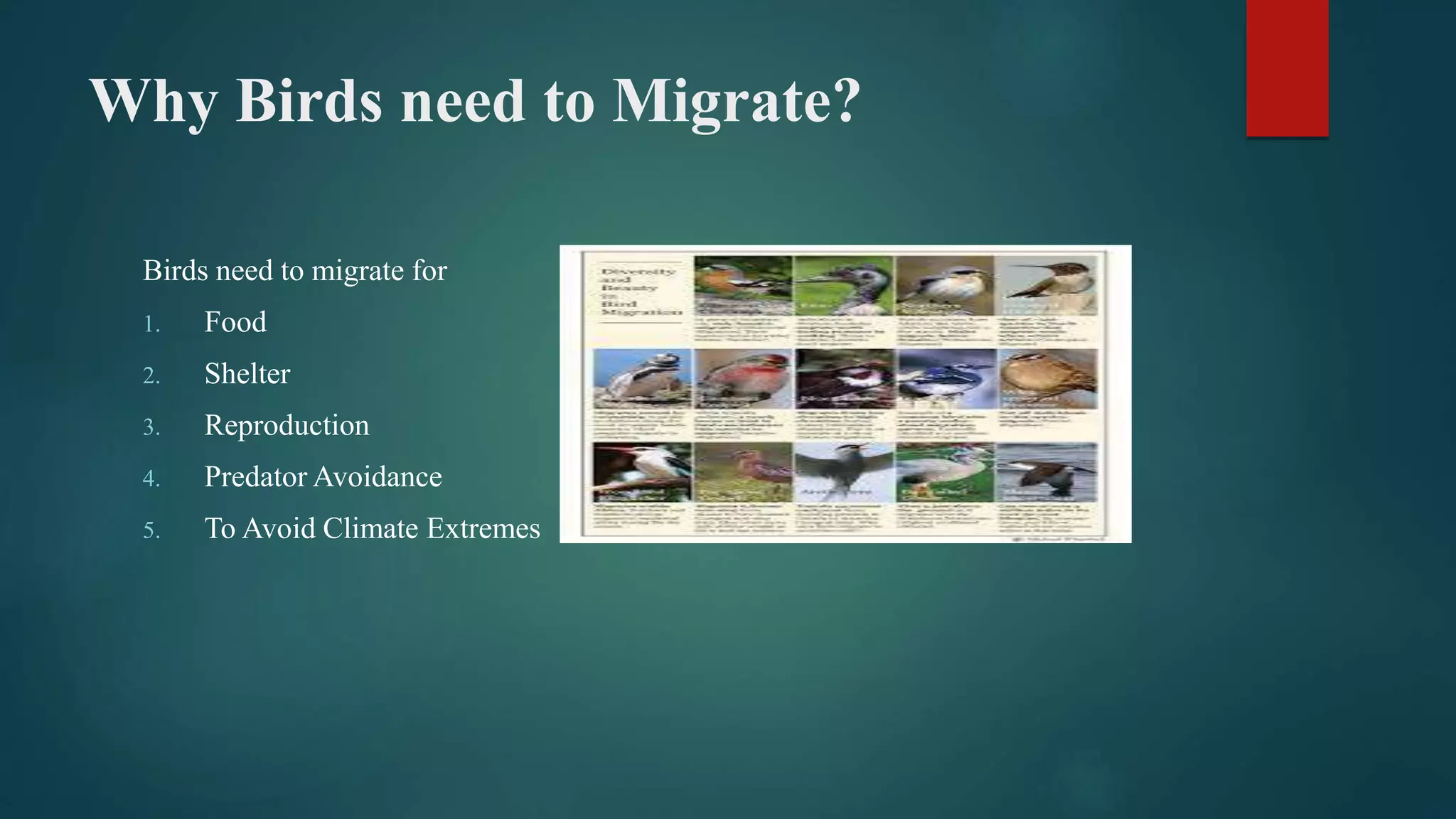 Migration in Birds | PPTX