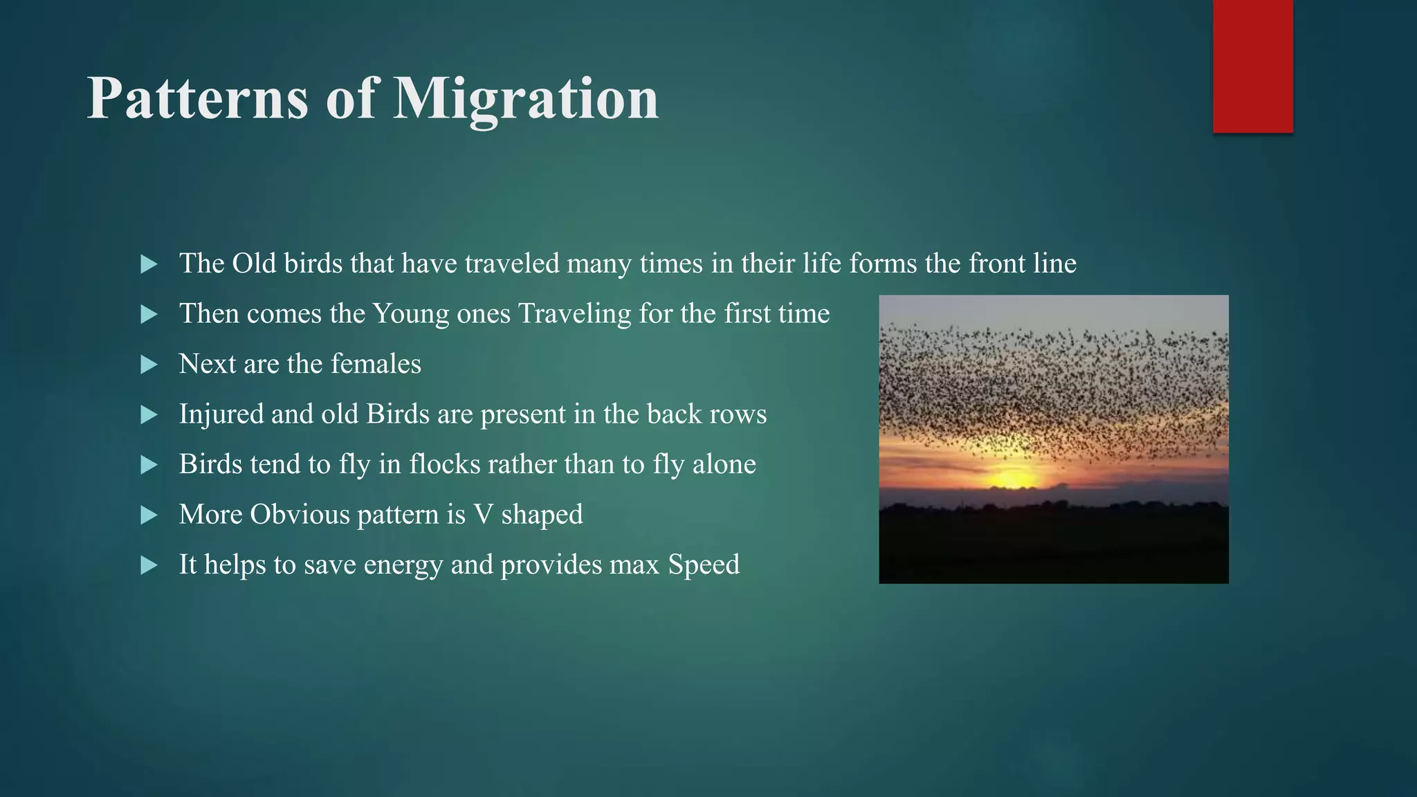 Migration in Birds | PPTX