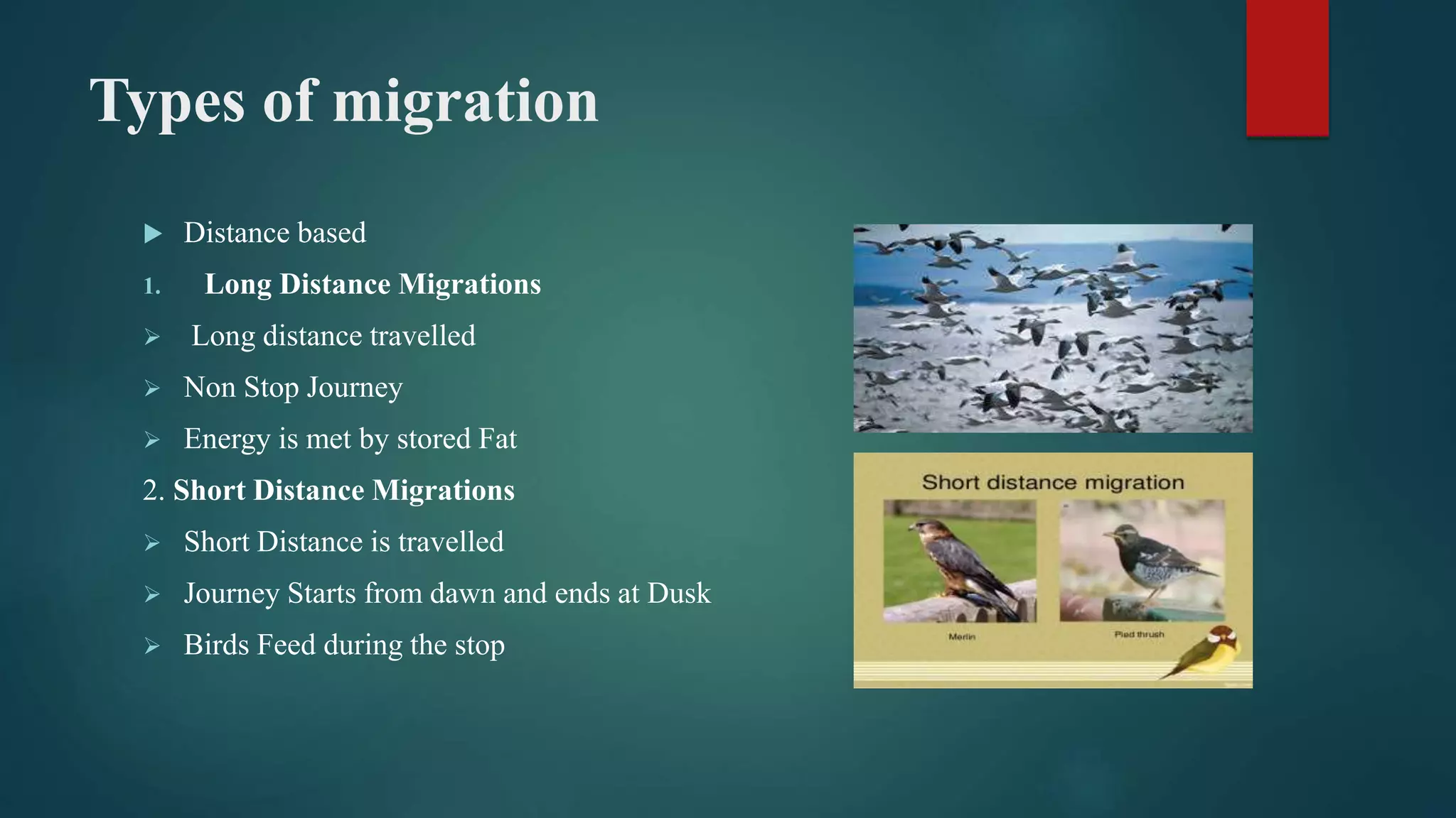 Migration in Birds | PPTX