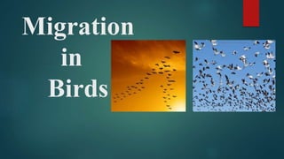 Migration in Birds | PPTX
