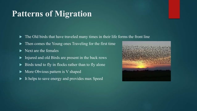 Migration in Birds | PPTX | Birdwatching | Hobbies & Interests