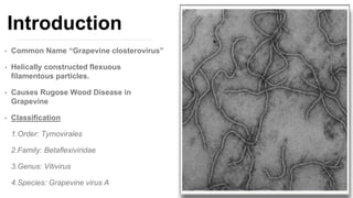 GVA ( Grapevine Virus A) | PPT