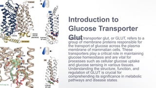glut transport ppt on glut 4 all described in detail | PPTX