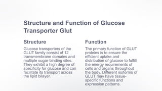 glut transport ppt on glut 4 all described in detail | PPTX
