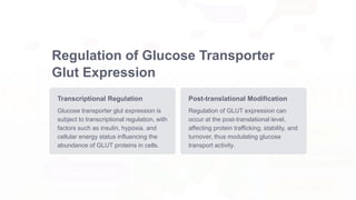 glut transport ppt on glut 4 all described in detail | PPTX