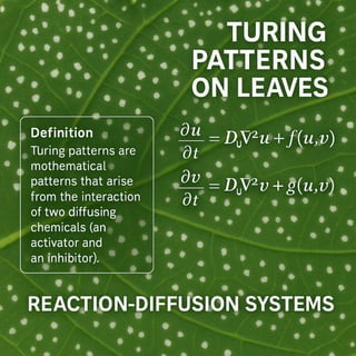 Math in natural areas around my life. Four pics | PDF