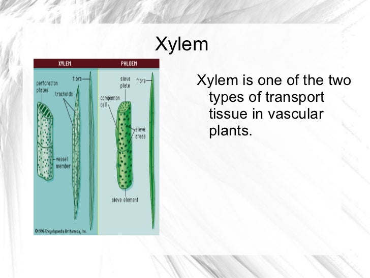 Describe The Structures And Functions Of Xylem Tissue Qs