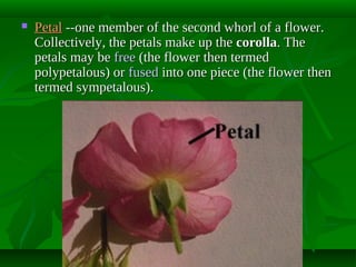 Flower Morphology 2 (updated) | PDF