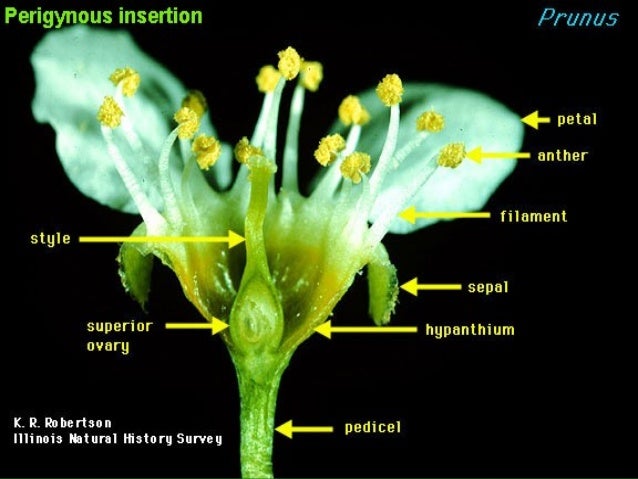 Flower Morphology 2 (updated)