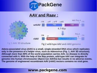 RAAV packaging | PPT