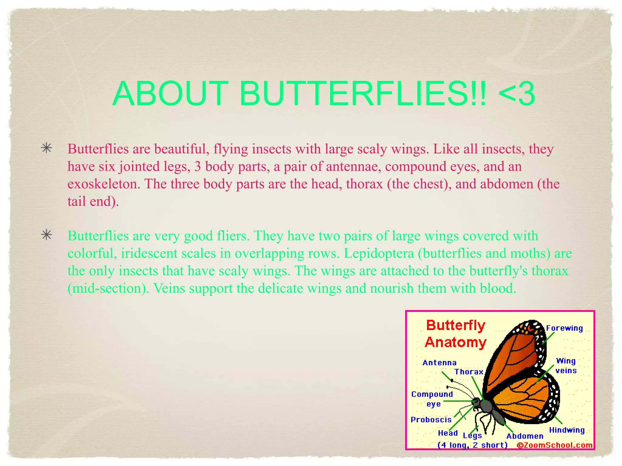 BUTTERFLYS! | PPT