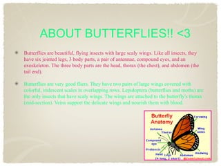 BUTTERFLYS! | PPT