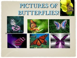 BUTTERFLYS! | PPT
