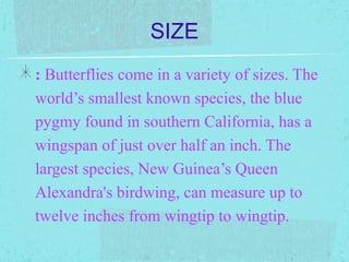 BUTTERFLYS! | PPT