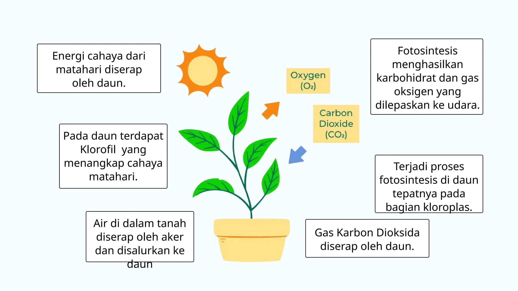Proses Fotosintesis (By Canva) Kls 8 SMP | PPTX