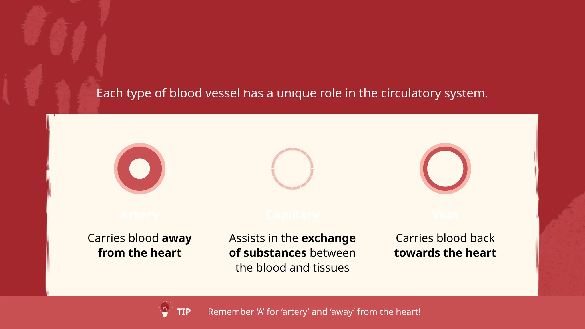 The Circulatory System-The role of the heart, blood and blood vessels .pptx