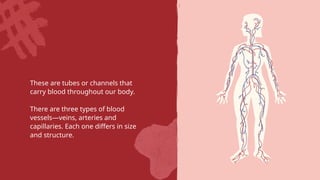 The Circulatory System-The role of the heart, blood and blood vessels .pptx