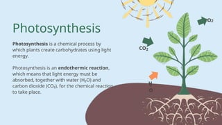 Photosynthesis is the process by which plants, algae, and some bacteria ...
